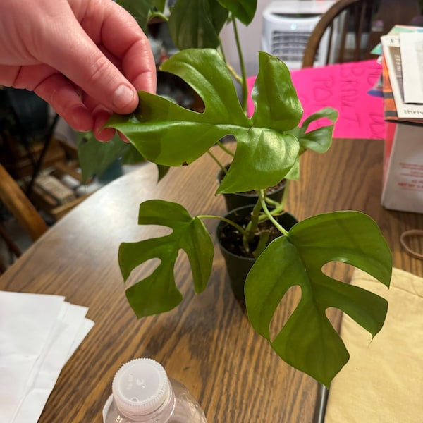 Rare Monstera Minima | Rhaphidophora Tetrasperma | Mini Monstera ...