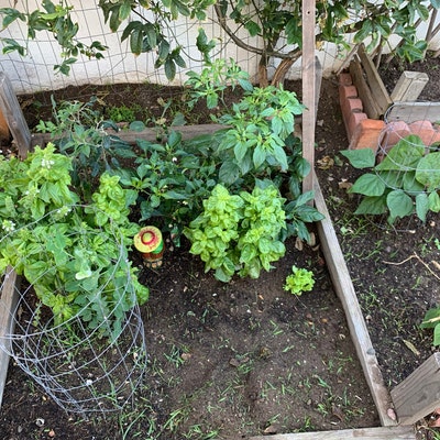 RARE Ghost Blue ROSE Flower Tree Bush 310 20 or 30 Seeds - Etsy