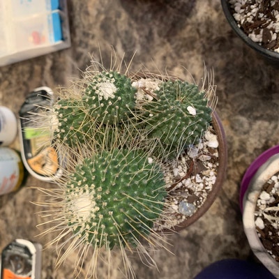 Mammillaria Spinosissima Un Pico Clumping Rare Cactus Live Succulent ...