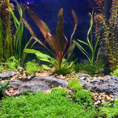 2x2 Inch Portion of Subwassertang Moss Live Aquarium Plants Free S/h ...