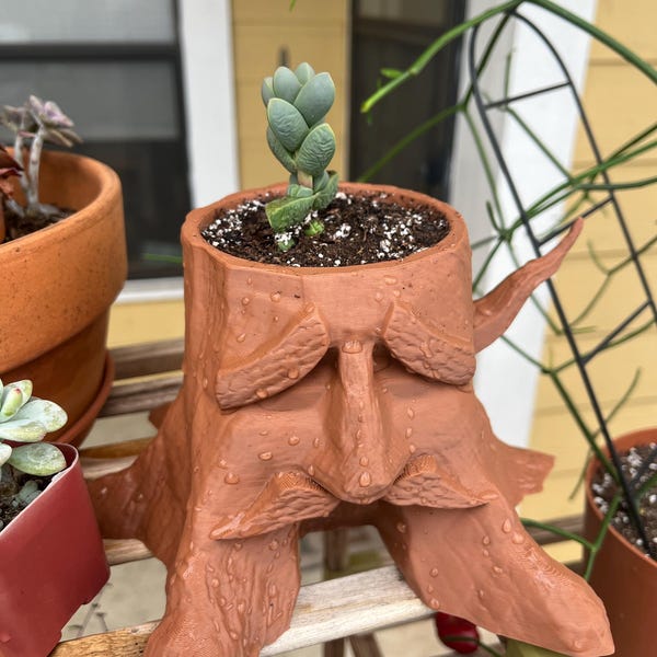 Rare Succulent: Cool Beautiful Succulent Astridia Velutina String ...