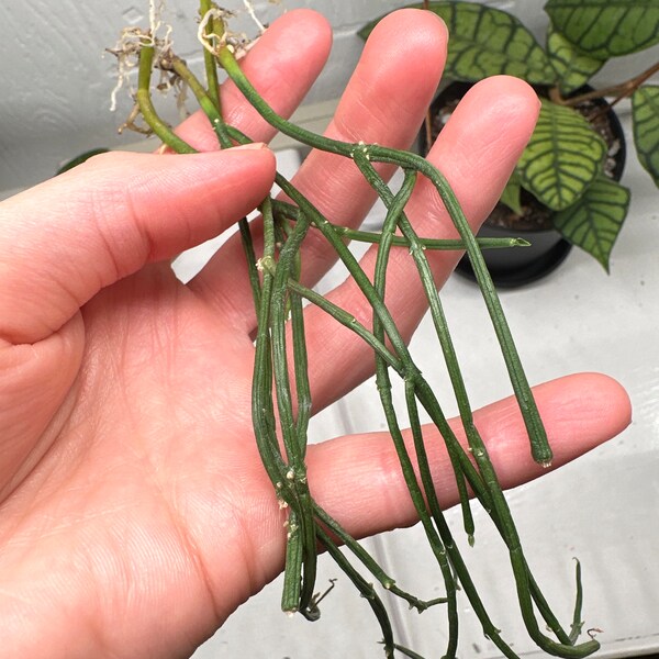 Handmade Ceramic Alien/ Xenomorph Art Tile - Etsy