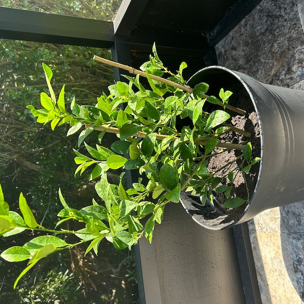 KEY LIME With Flowers Dwarf Tree One Gallon Pot. No Shipping Ca. - Etsy