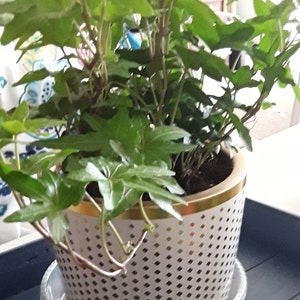 Giant Money Tree 2.5 Feet Tall - Etsy