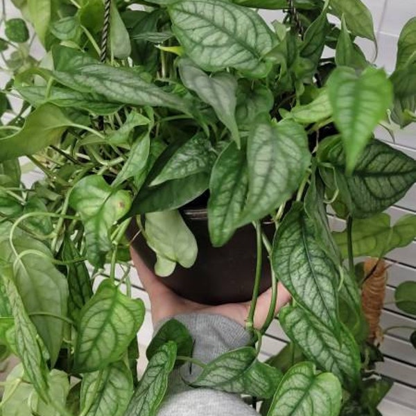 Scindapsus Silver Cloud - Etsy