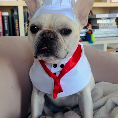 Halloween Chef Dog Cat Pet Costume, Kitchen Helper Assistant Costume - Etsy