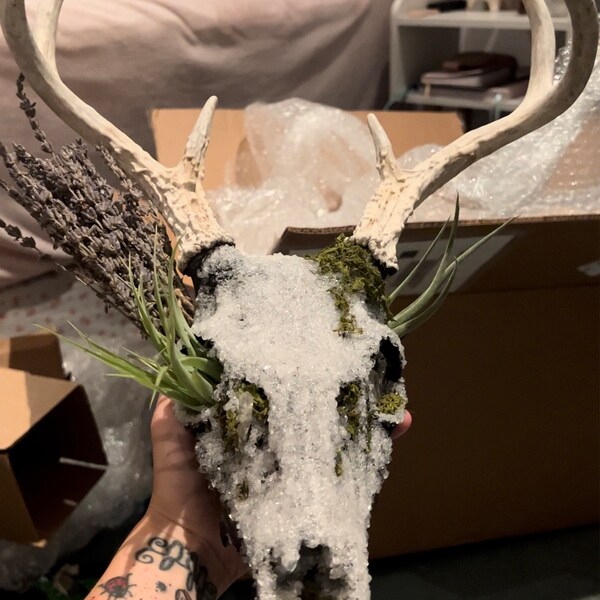 Mummified Rabbit Specimen - Etsy