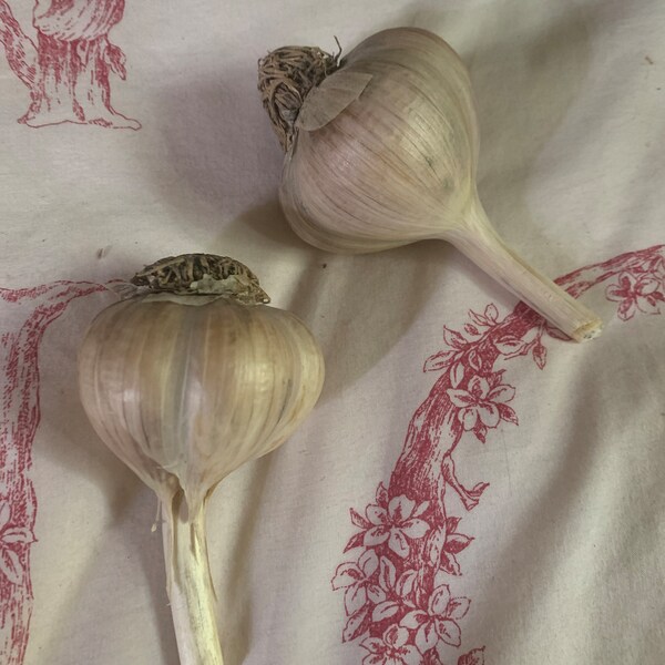 Iris Essence - Natural Perfume - Floral Oil - 5 Ml Roll on - Orris Root ...