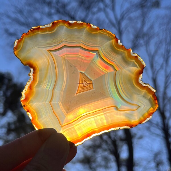 Coral Fossil Lotus Flower Pair - Teardrop Pair - Coral Agate - Agatized ...
