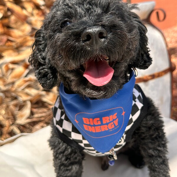 Formula 1 Charles Leclerc Dog Bandana Ferrari F1 Racing Dogcollar ...