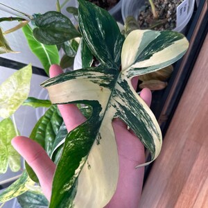 Copper Plated Sycamore Leaf With a Forced Salt Patina. Copper ...