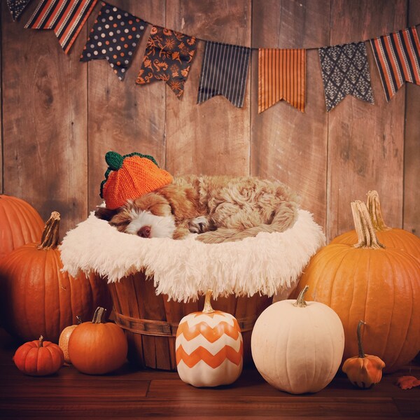 Pumpkin Hat Baby Candy Corn Hat Newborn Fall Baby Toddler Fall Hats ...