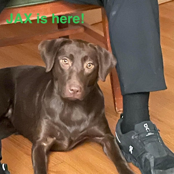 12x12 Potty Pads | Set of 3 "solid Colors" | Guinea Pig Pee Pads | Drip ...