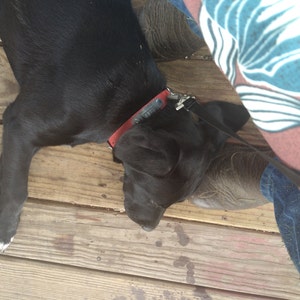 Padded Leather Camera Strap With Personalization Custom - Etsy