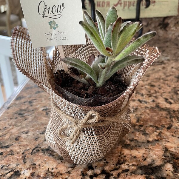 CUSTOMIZABLE Let Love Grow Tags | Wedding Succulent Favor Tags | Bridal ...