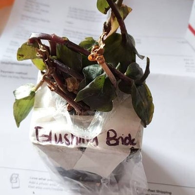 Blushing Bride Tradescantia Houseplants Live Plant in Pot Indoor 2.5 ...