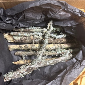 Lg Forest Findings Collection, Dried Botanicals, Forest Decor ...