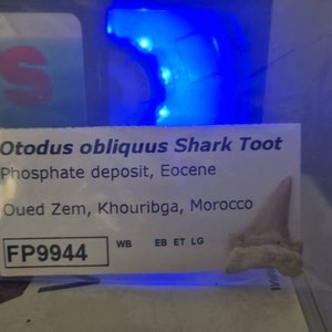 Rare Trace Fossil Burrows Jurassic Blue Lias, Watchet, Somerset ...