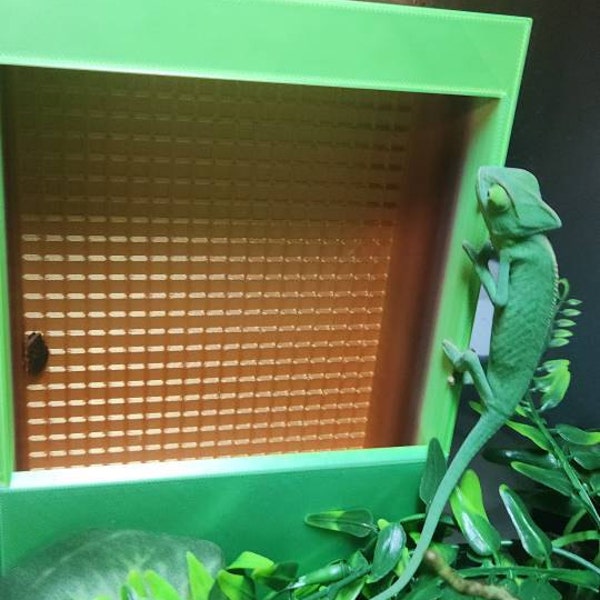 Reptile Insect Feeder Box (customizable) - Etsy