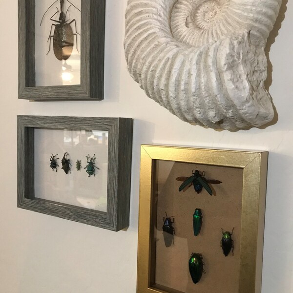 Blue Carpenter Bees Female Java REAL 6x8 - Etsy