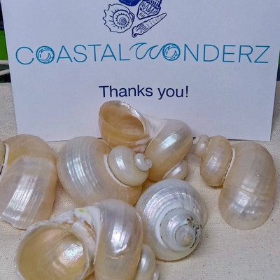 Conch Florida King Crown Conch Seashell Handpicked on Marco Island or ...