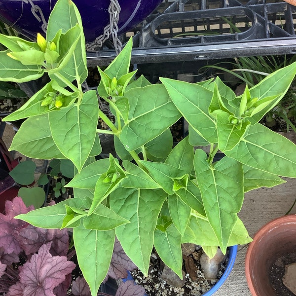 Golden Yellow Goji Berry Plants Wolf Berry Organic Superfood Yellow ...