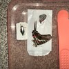 Callicore Kolyma One Real Butterfly Red White Verso Peru - Etsy