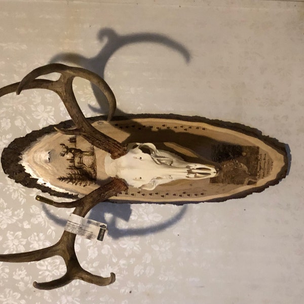 European Mount, Photo Engraved Hunting Plaque, Deer Skull Mount ...