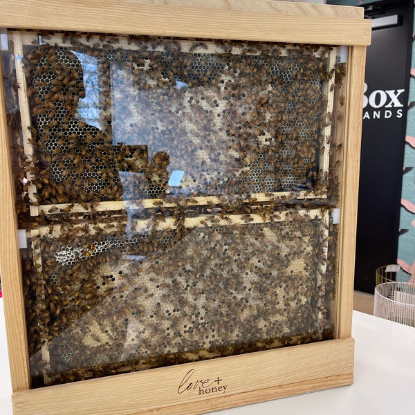 Observation Hive, 4-frame Nuc Apiary Bee Hive for Classroom, Urban ...