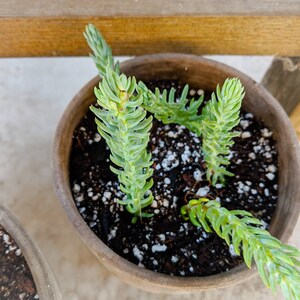 Sedum 'blue Spruce' / Stonecrop / Ground Cover / Container Filler ...