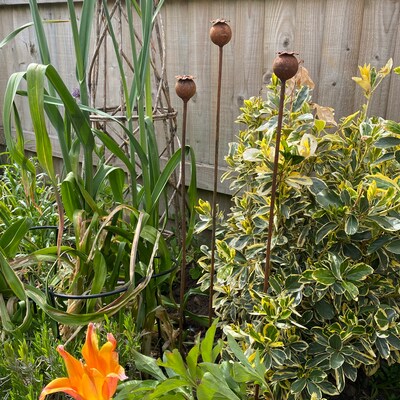 Set of 3 Rusty Poppy Seed Head Pattern Naturally Rusting - Etsy UK