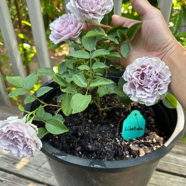 Rose libellula ターンブルー蜻蜓 Japanese Ruffle Lace Strong Fragrance Rose Live ...