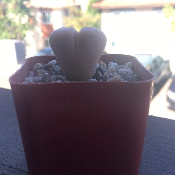 Lithops Rock Succulent Plant One Potted Plant - Etsy