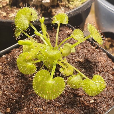 Drosera Prolifera-live Carnivorous Plant - Etsy