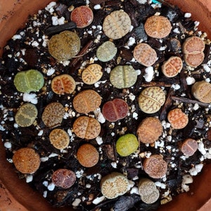 Lithop Seeds Mix, Living Stones Seeds, Colorful Mini Succulent ...