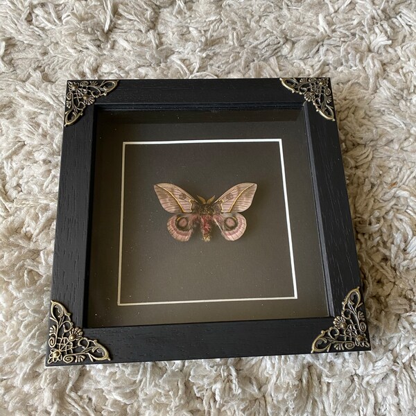 Pink Silkmoth in Baroque Style Frame (automeris Frankae) - Etsy