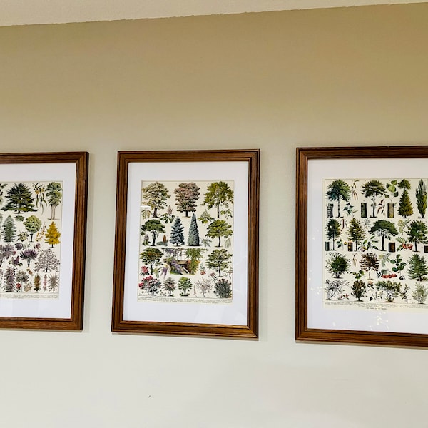 Forest Wall Art, Wall Tree Poster, Tree Set of 3 Prints, Tree Species ...
