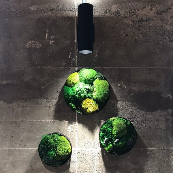 Moss Zen Garden Terrarium Cube; DYI Kit With Preserved Moss (so Not ...