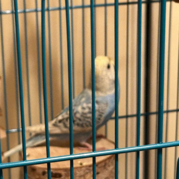 Natural Silver Birch Hardwood Round Log Slices Rustic Green Hard Wood ...