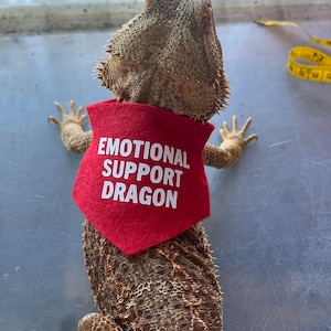 Rat Name Cage Decal for Rat Cage Custom Sign for Rat Cage Accessory for ...