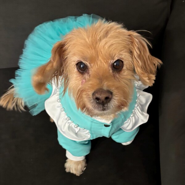 Dog Jumpsuit, Cute Yorkie Girl Outfit, Designer Small Dog Clothes ...