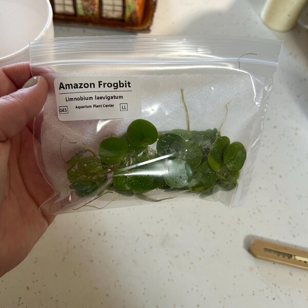 Amazon Frogbit, Limnobium Laevigatum, Live Aquarium/aquatic/floating ...
