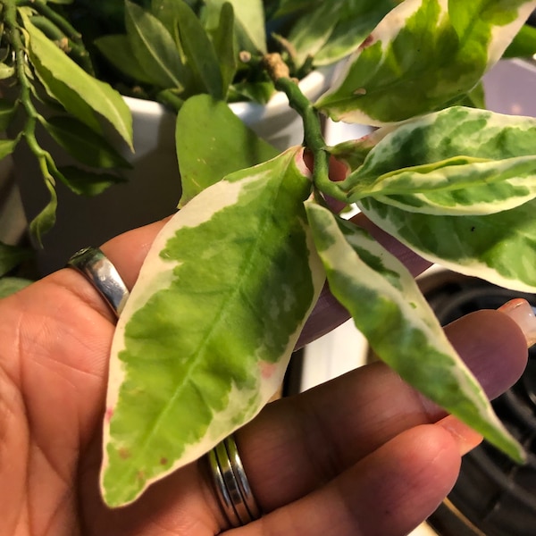 Itamo Real Fresh Euphorbia Tithymaloides Devils Backbone Cuttings ...