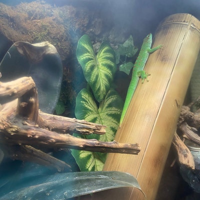 Bamboo Pole Wall Slats for Home Decor and Accent Wall 11.5 by Your ...