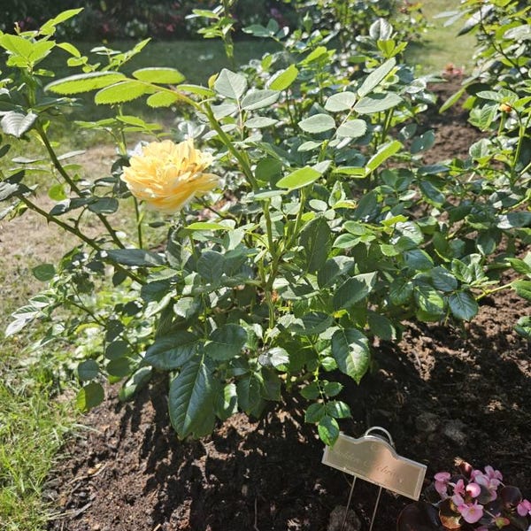 Personalized Pen Stylus Engraved Pen Custom Pens Bulk Corporate Gift ...