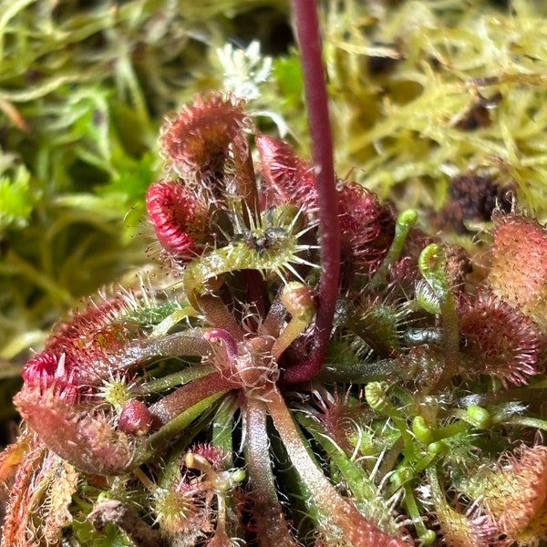 Carnivorous Spoon Leaf Sundew Drosera Spathulata Plant 3 Inch Pot - Etsy