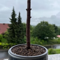 Bonsai Chinese Pepper Tree Zanthoxylum Beecheyanum - Etsy Canada