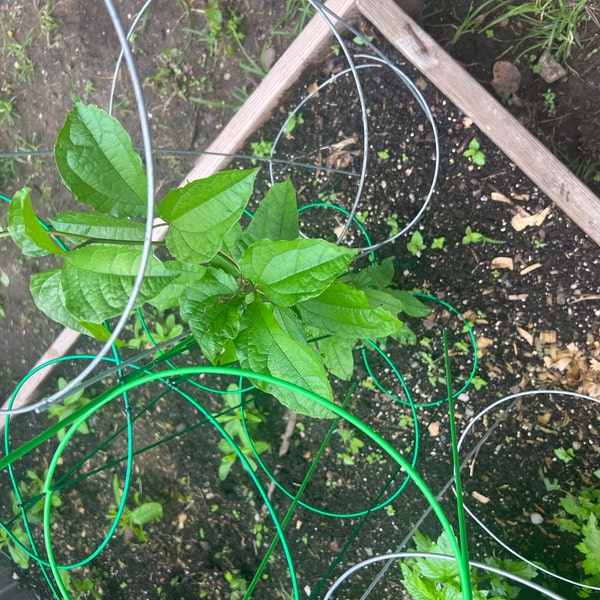 400 Organic Seeds of Waterleaf Gbure, Mgbolodi and Ebe Dondon, Talinum ...