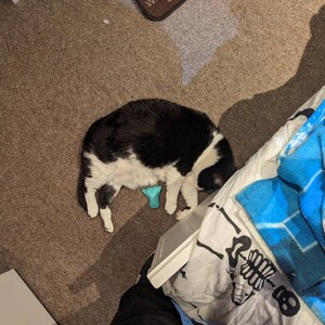 Magical Purple Moon Cat Toy With White Embroidered Stars, Witch Catnip ...