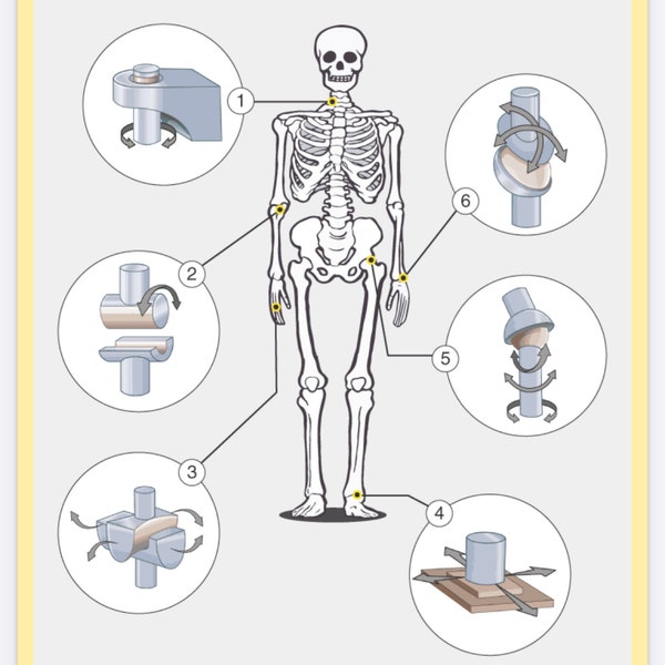 Head-to-toe Assessment Guide Nursing Student Assessment Template ...